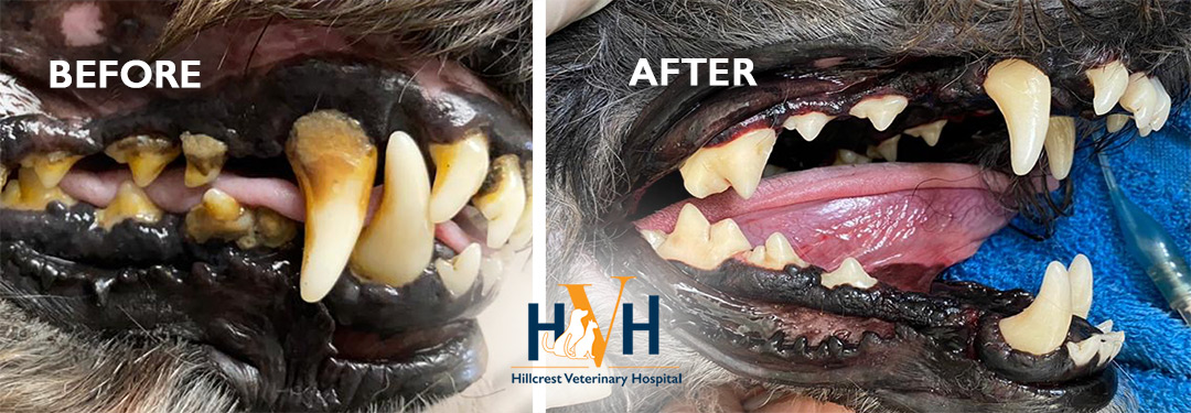 Pet Dental Care - Hillcrest Veterinary Hospital