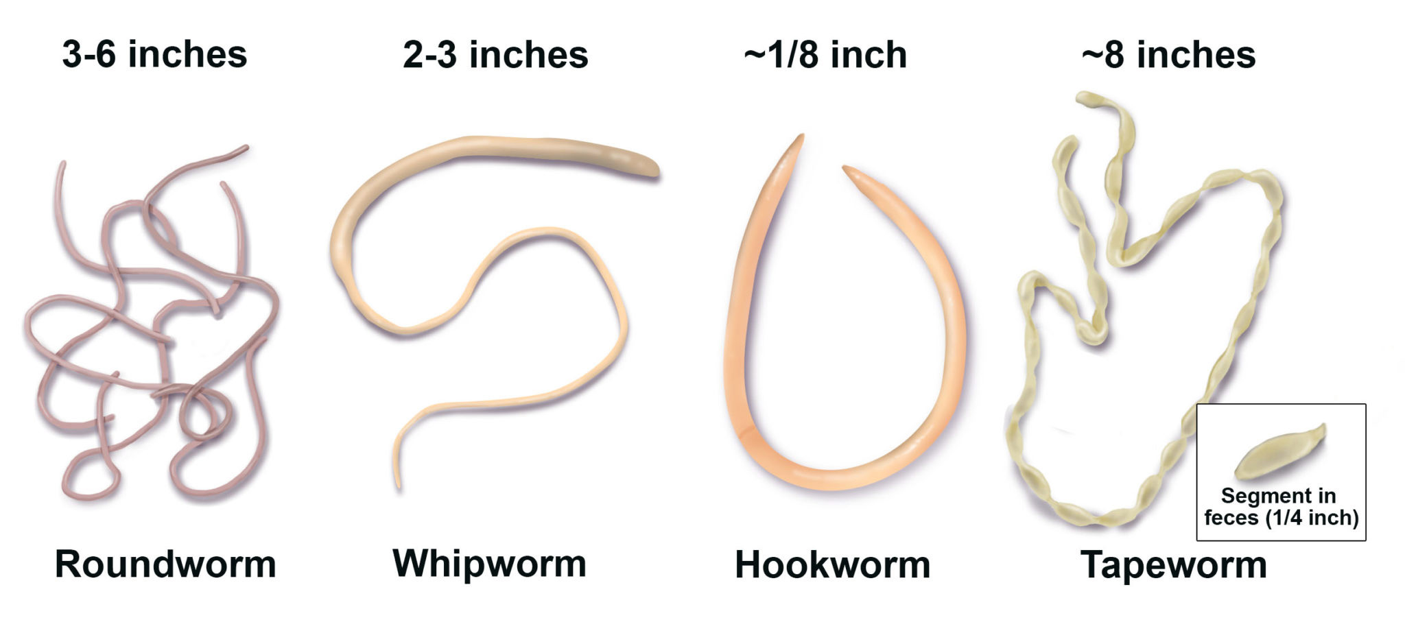 Worms in Pets - Hillcrest Veterinary Hospital